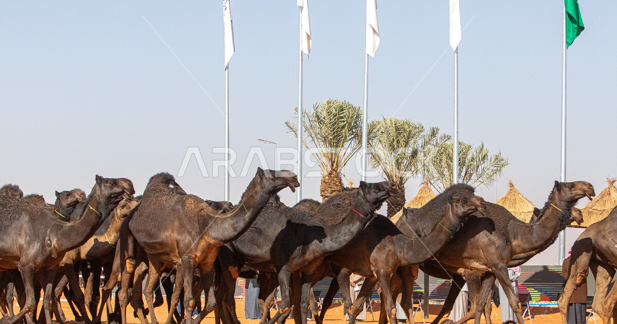 A display of the finest camels in Saudi Arabia, popular Arab heritage ...