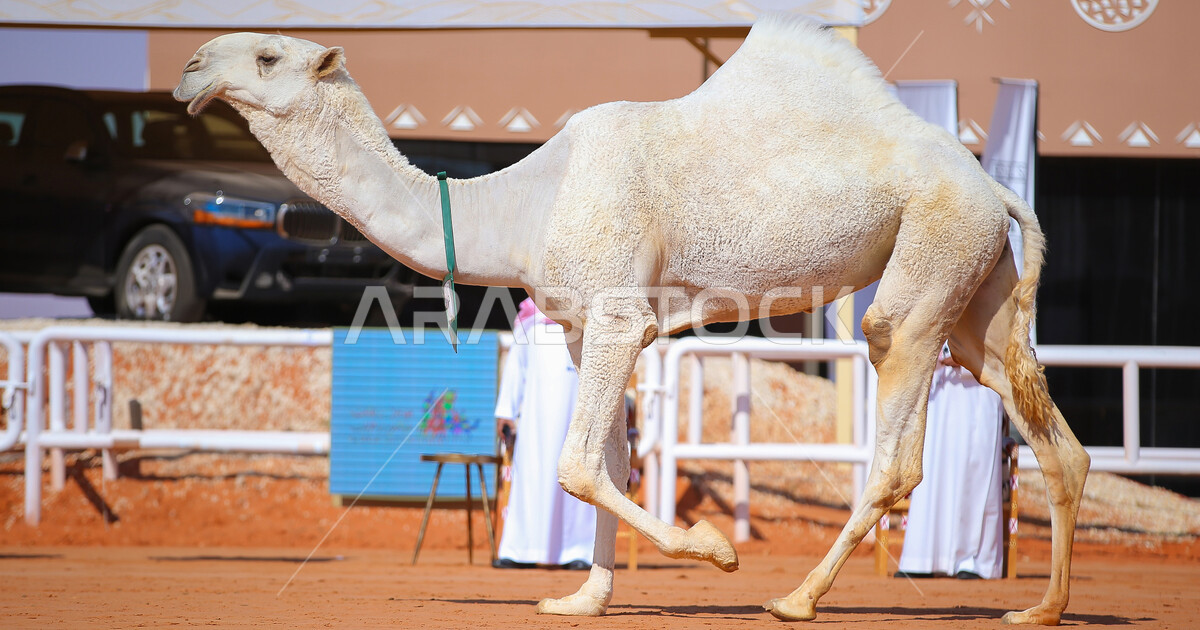 Anniversary of the founding of the first Saudi state, February 22, the ...