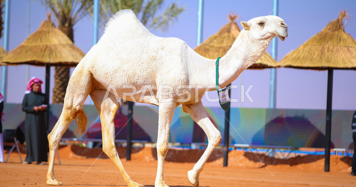 Anniversary of the founding of the first Saudi state, February 22, the ...