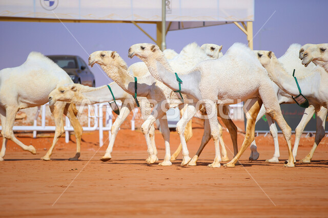 The concept of raising and caring for camels, a group of camels in the ...