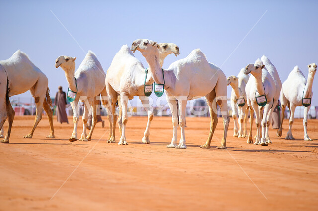 The concept of raising and caring for camels, a group of camels in the ...
