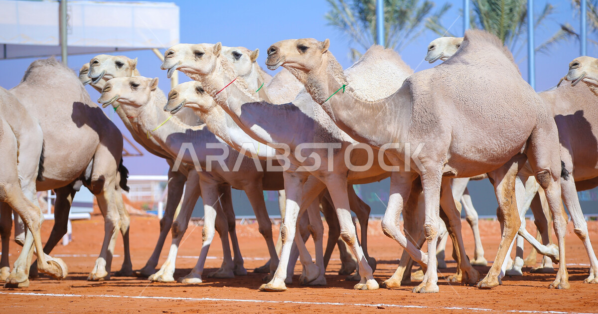 Popular Arab heritage activities, displaying the finest camels in Saudi ...