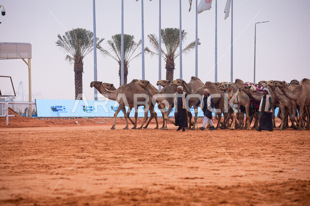 Popular Arab heritage activities, Saudi Gulf Arab men inspecting camels ...