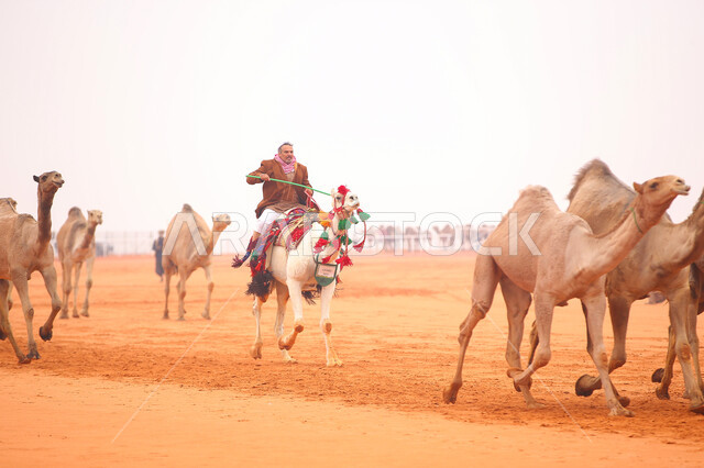 Preparing for the start of the seasonal camel race, a Saudi Gulf Arab ...