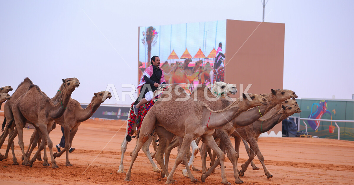 Preparing for the start of the seasonal camel race, a Saudi Gulf Arab ...