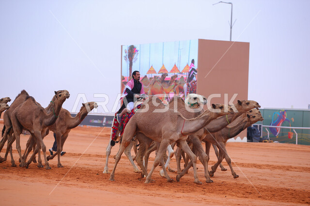 Preparing for the start of the seasonal camel race, a Saudi Gulf Arab ...