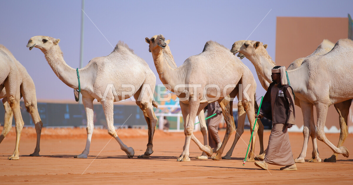 Breeding and caring for camels, a group of camels in the desert areas ...