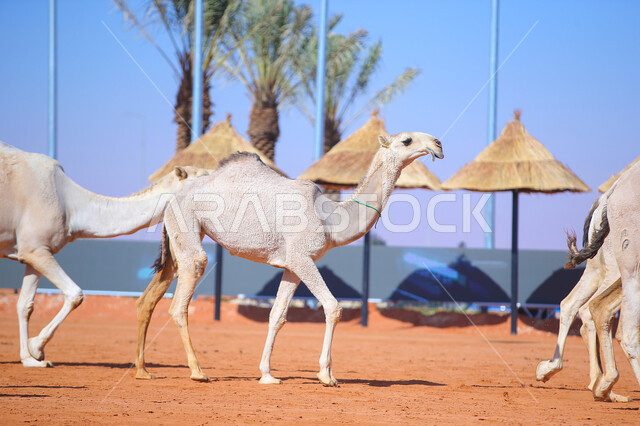 Breeding and caring for camels, a group of camels in the desert areas ...