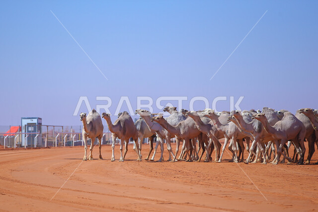 Breeding and caring for camels, a group of camels in the desert areas ...