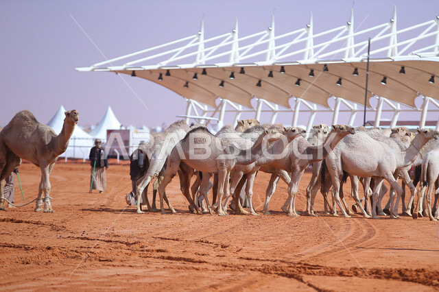 Breeding and caring for camels, a group of camels in the desert areas ...