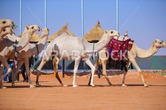 Breeding and caring for camels, a group of camels in the desert areas ...