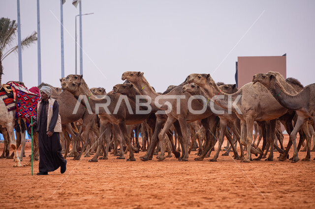 Seasonal camel races in the Kingdom, a display of the finest camels in ...