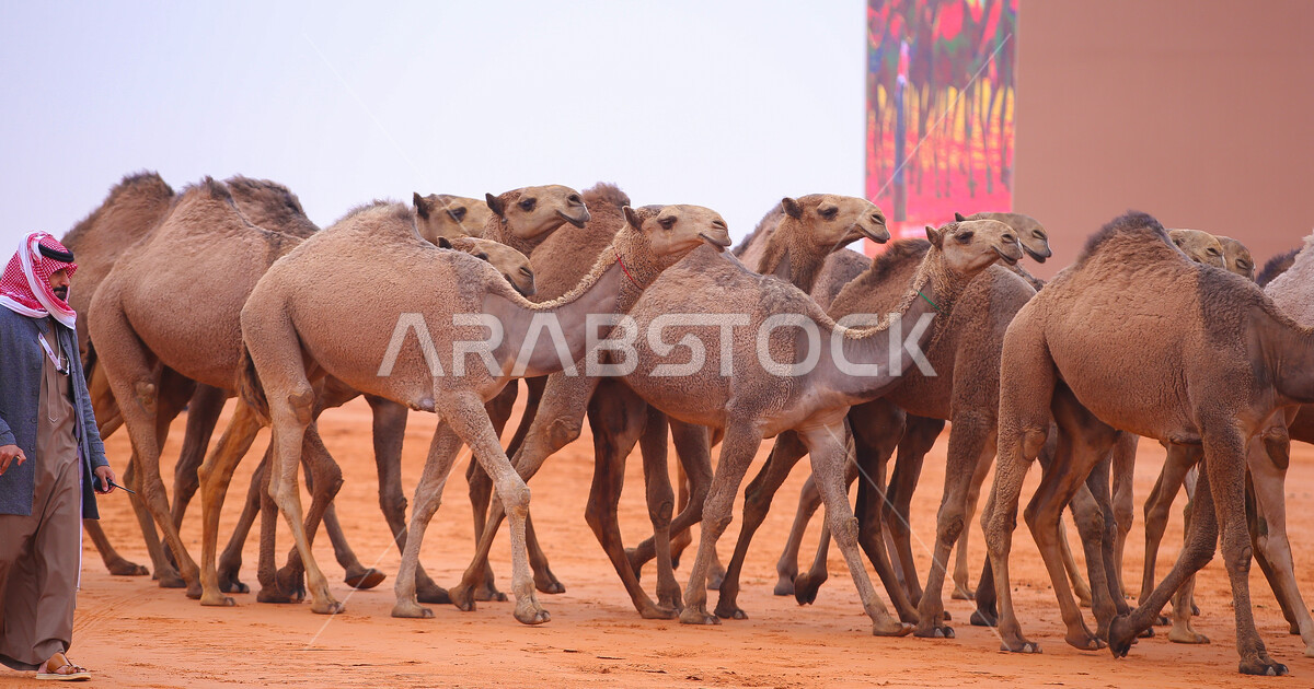Seasonal camel races in the Kingdom, a display of the finest camels in ...