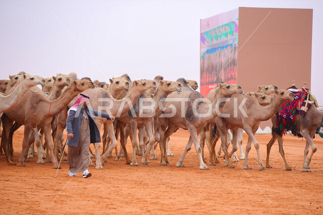 Seasonal camel races in the Kingdom, a display of the finest camels in ...