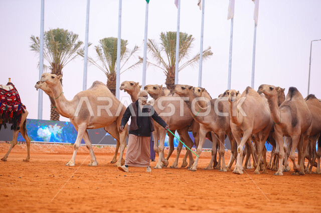 Seasonal camel races in the Kingdom, a display of the finest camels in ...