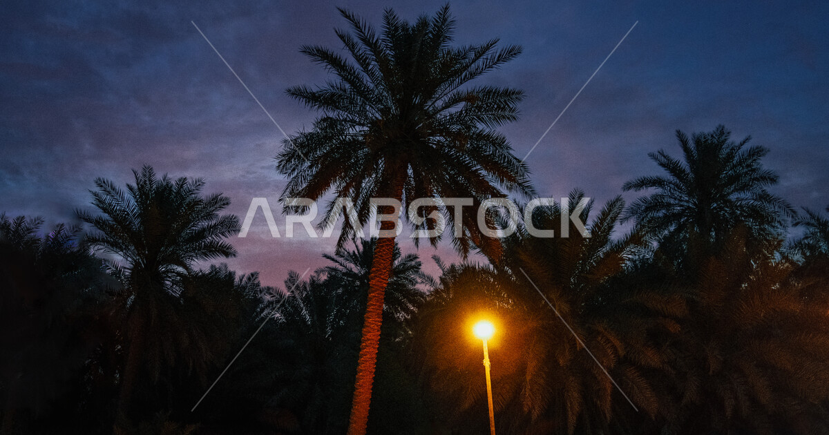 Green palm farms in Al-Ahsa in the Kingdom of Saudi Arabia, a natural ...