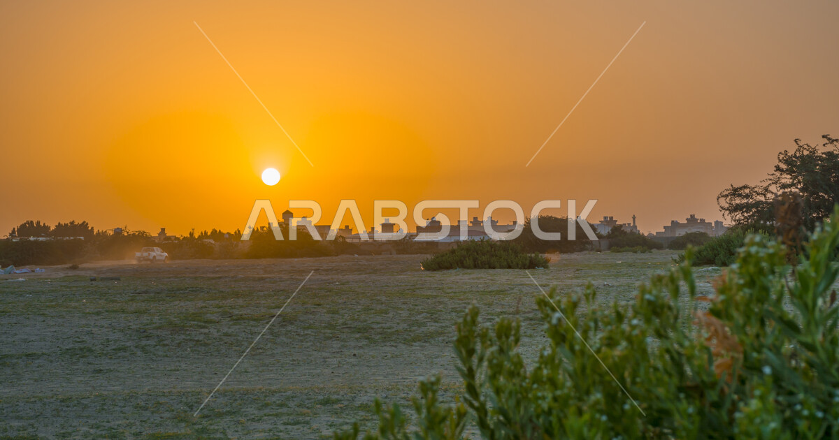 Wild plants in lands in the Kingdom of Saudi Arabia, golden sunlight in ...
