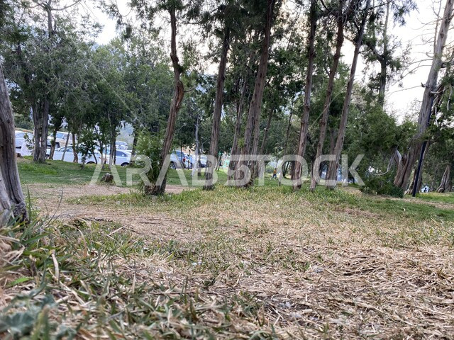 Grasses, trees and green plants in the Kingdom of Saudi Arabia, parks ...