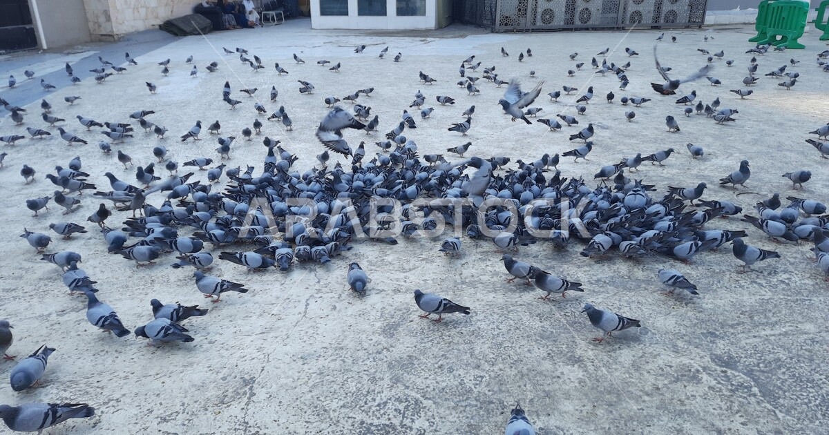 Performing acts of worship and drawing closer to God, pigeons in the ...