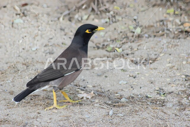 The myna bird widespread in Saudi Arabia, the noisy miner, the jasmine ...