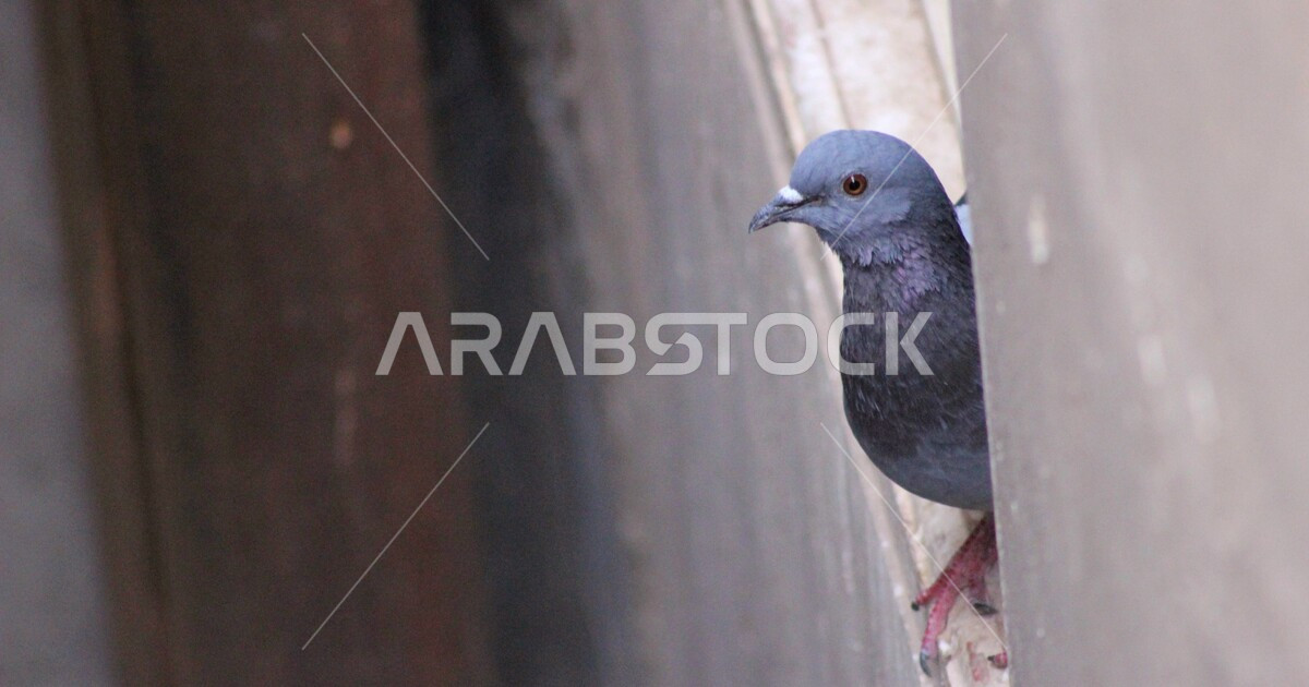 A close-up photo of a dove's face, raising birds and taking care of ...