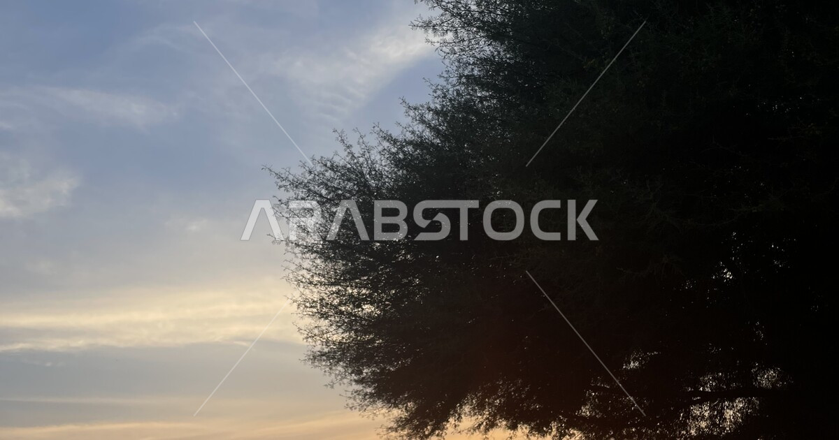 Sunset over Lakes Park in Riyadh, a natural view of green trees during ...
