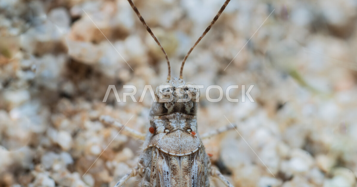 Grasshopper insect in desert areas, wildlife and small insects in the ...