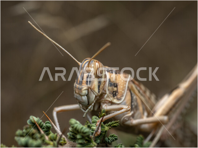 Wildlife and small insects in the Jeddah desert, the natural ...