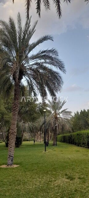 Planting trees in public areas and facilities in the city of Riyadh ...