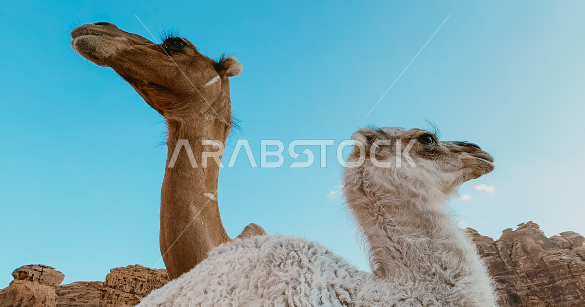 Two purebred Arabian camels during the day, wild natural reserves for ...