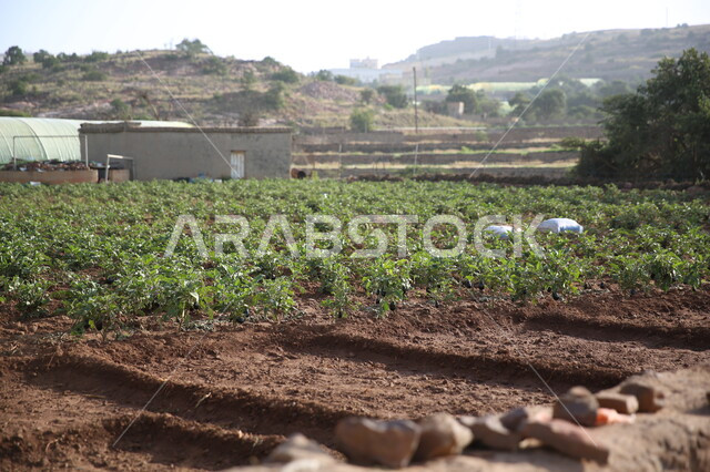 Agricultural lands and wide green spaces, the city of Abha in the ...