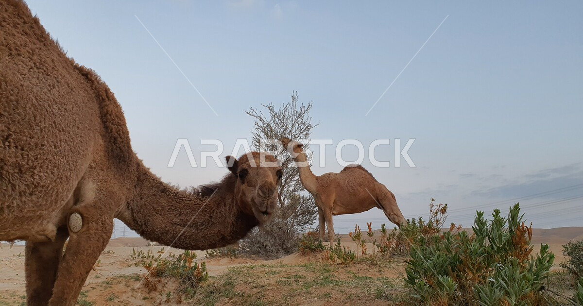 Plants in desert places, wild natural reserves for camel care, the ...