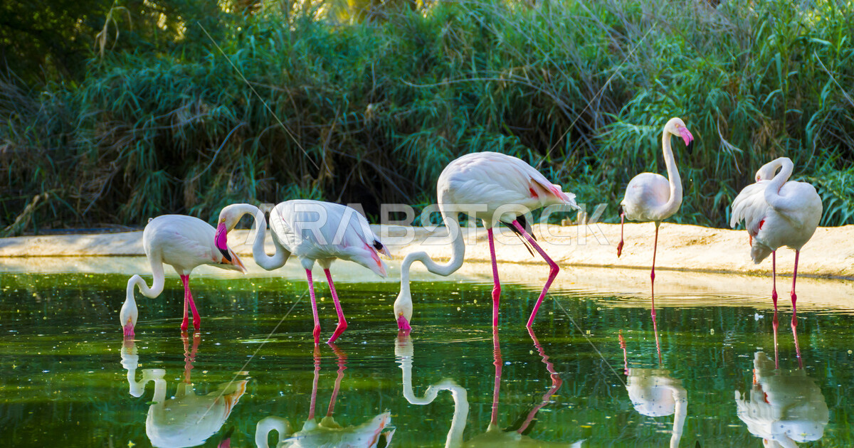 Enjoying a walk in the zoo, the view of the flamingo’s reflection on ...