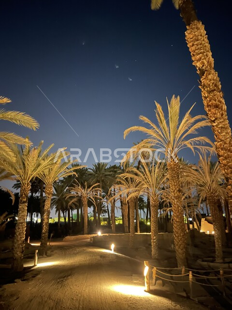 Palm trees and plants in the city of Taima in Tabuk Governorate ...