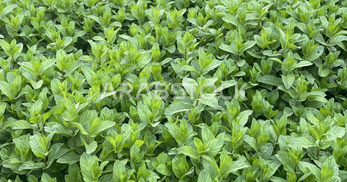 Green meadows and plants in the city of Taif, gardens and parks in the ...