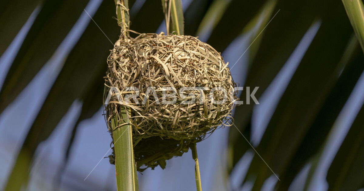 Green trees and plants, close-up of a nest made of palm leaves in a ...