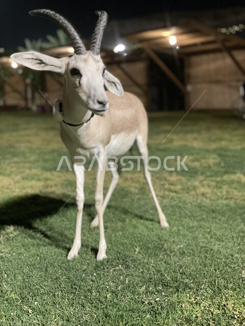 A natural reserve for raising wild animals in the Kingdom of Saudi ...