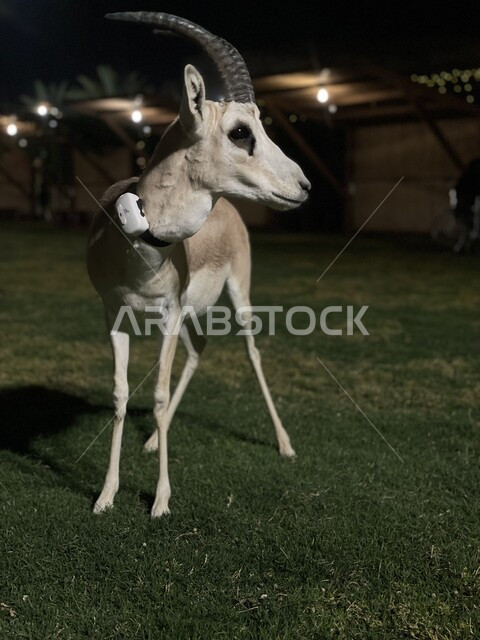 A natural reserve for raising wild animals in the Kingdom of Saudi ...