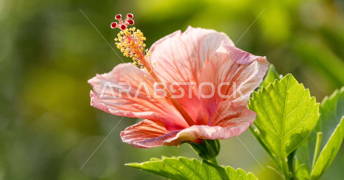 A close-up photo of a blooming pink hibiscus flower, aromatic flowers ...