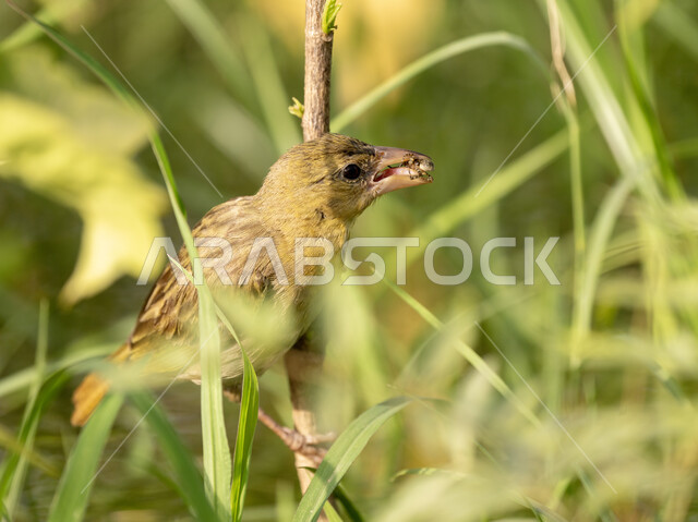 The weaver bird stands on a tree branch in the city of Jeddah, zoos and ...