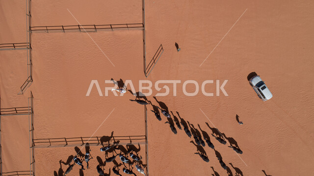 Camel breeding in the Kingdom of Saudi Arabia, an aerial photo of a ...