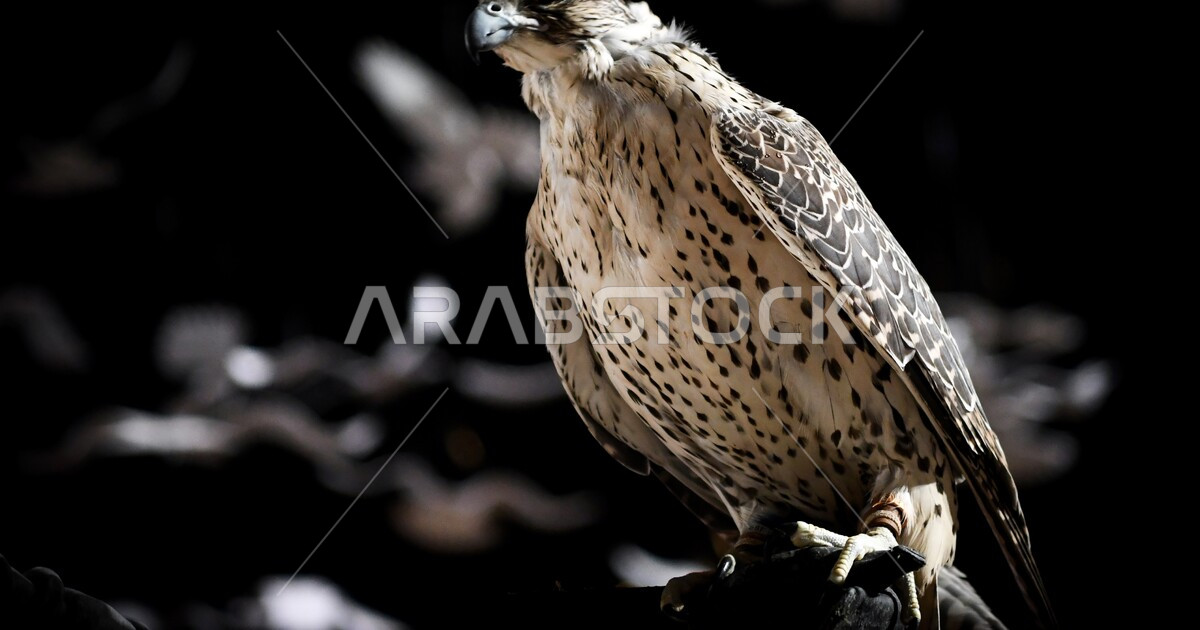 Pride in the ancient Saudi heritage in raising falcons, a close-up of a ...