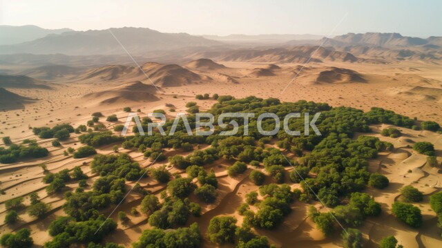 The growth of green plants and wild herbs in desert lands, an aerial ...