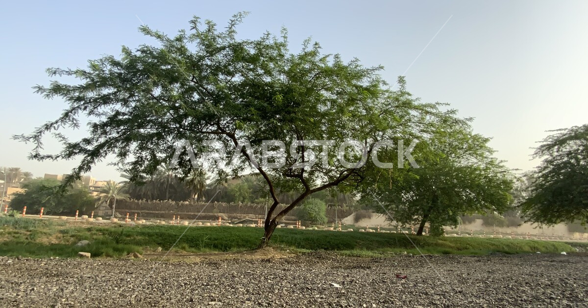 Fields and agricultural lands, green trees and fertile soil, Wadi ...