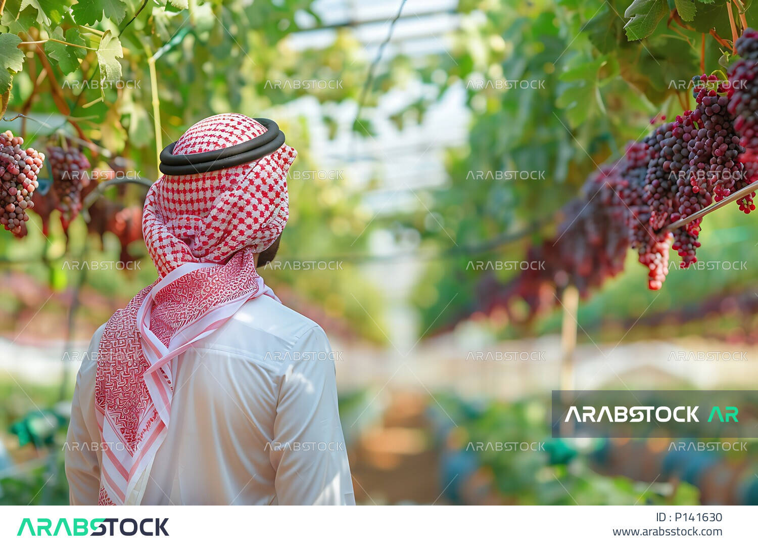 Local national agricultural products and crops, fruit farms and fields ...