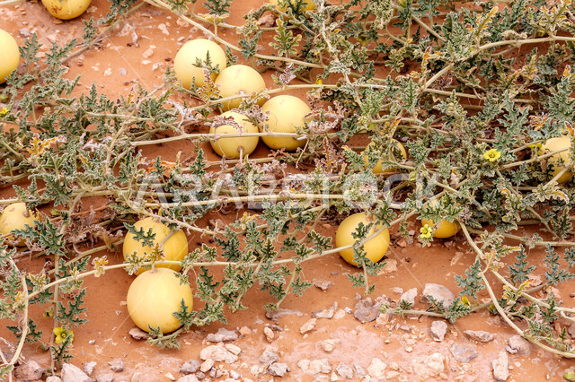 Fruitful colocynth plant, close-up of wild desert pumpkin, quality of ...