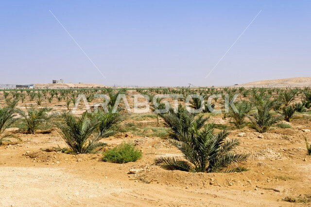 Interest in afforestation and planting in natural agricultural areas ...