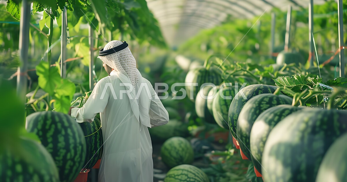 Harvest season in the Kingdom of Saudi Arabia, watermelon fruit growing in agricultural lands ...