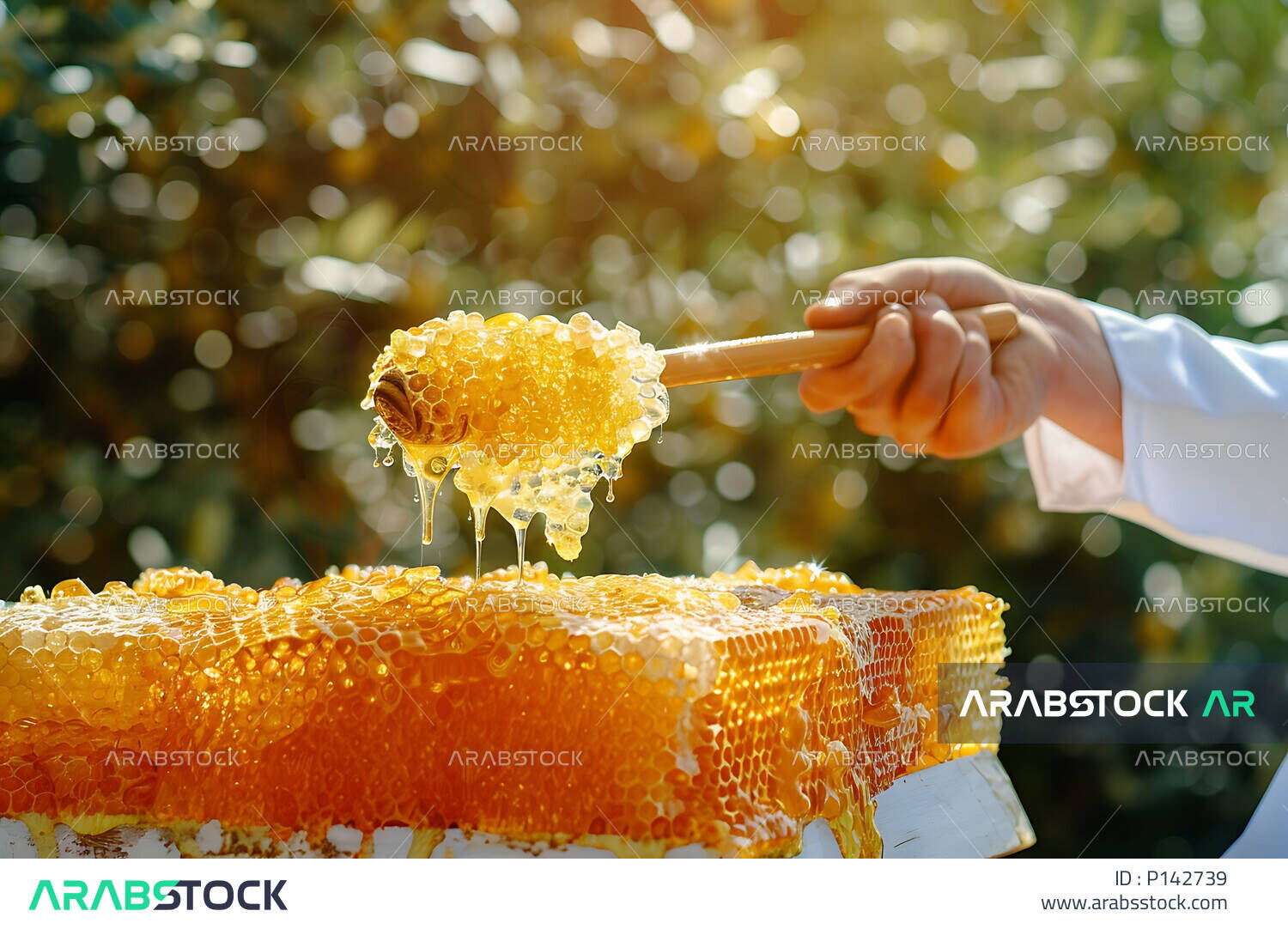 استخراج عسل النحل الطبيعي من المناحل، منتجات غذائية محلية وطنية في ...