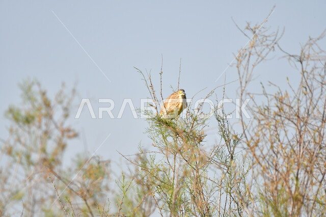 A small bird standing on dry tree branches, a bird breeding reserve in ...